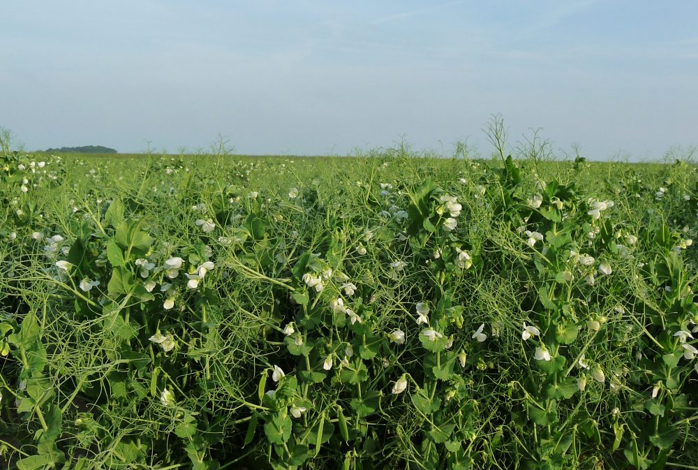 Inscriptions Blé tendre et Pois protéagineux 2022 : 5 nouveautés ...