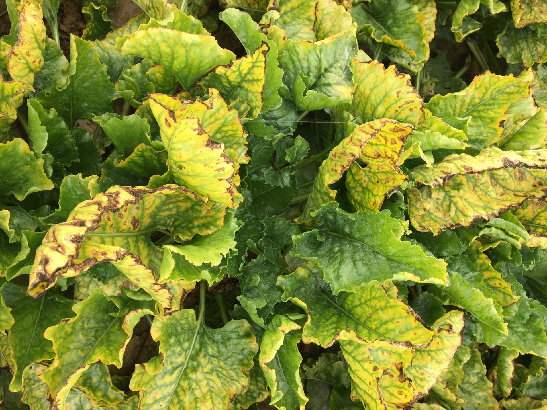 Betterave sucrière : quel avenir sans néonicotinoïdes ? | Florimond Desprez