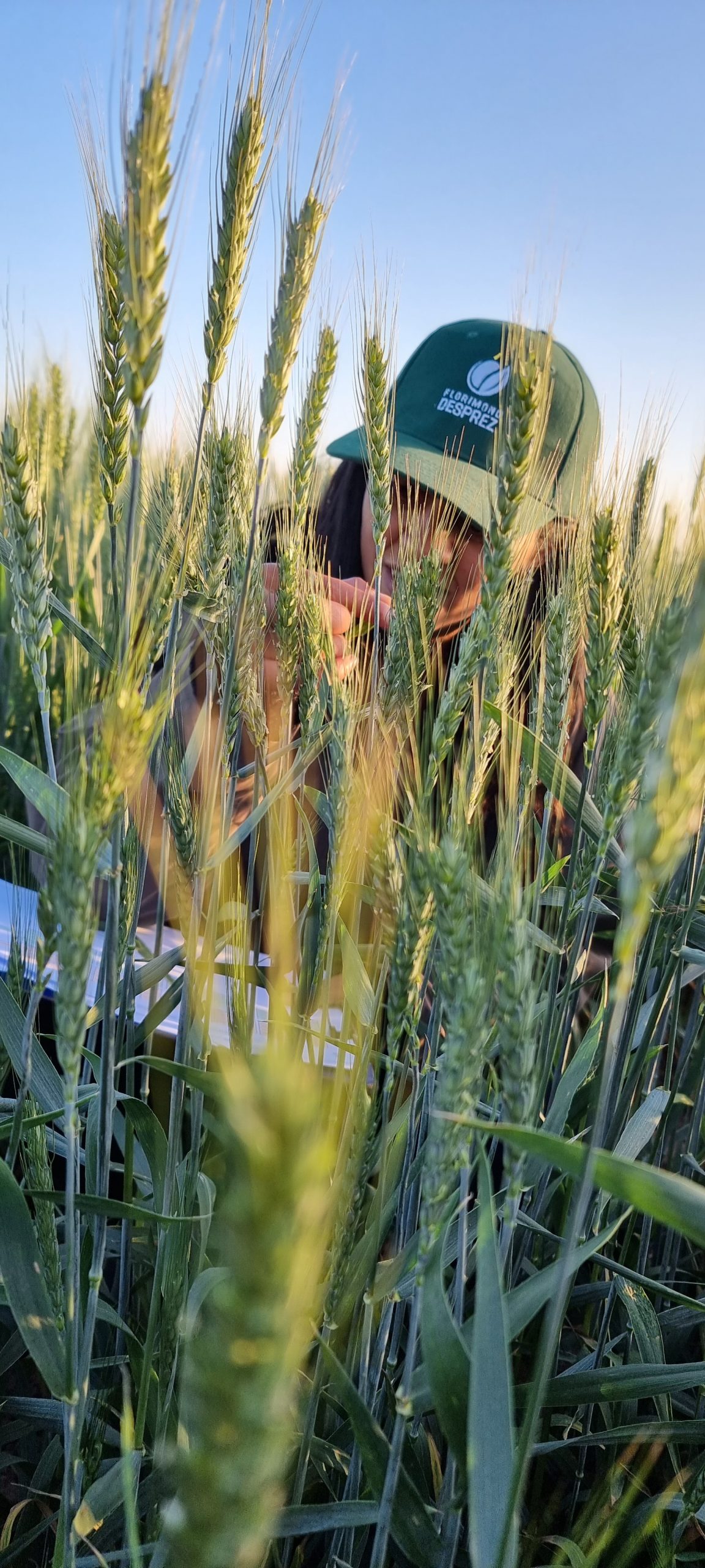 La sélection variétale | Florimond Desprez