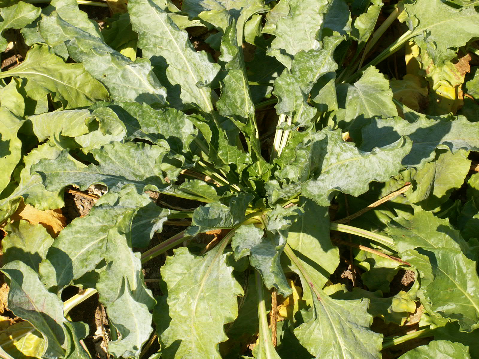 Lutter contre les maladies du feuillage en betterave sucrière ...
