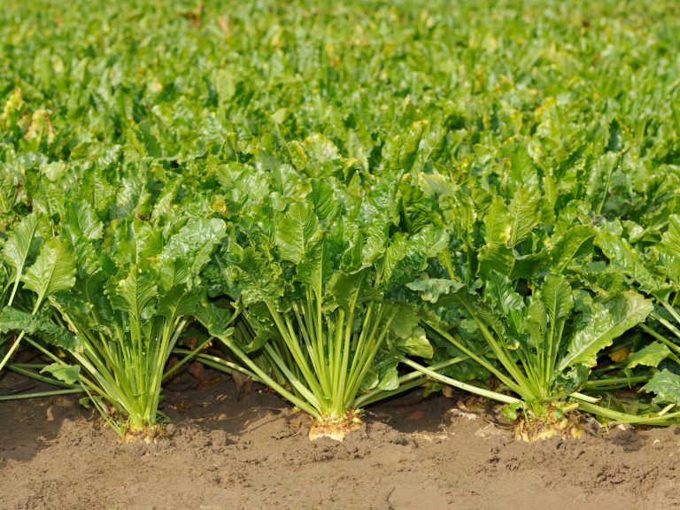 Betteraves sucrières : comment sont sélectionnées les meilleures ...