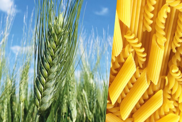 Rocaillou, le Blé Dur Elite, rejoint la liste des VRSP | Florimond Desprez